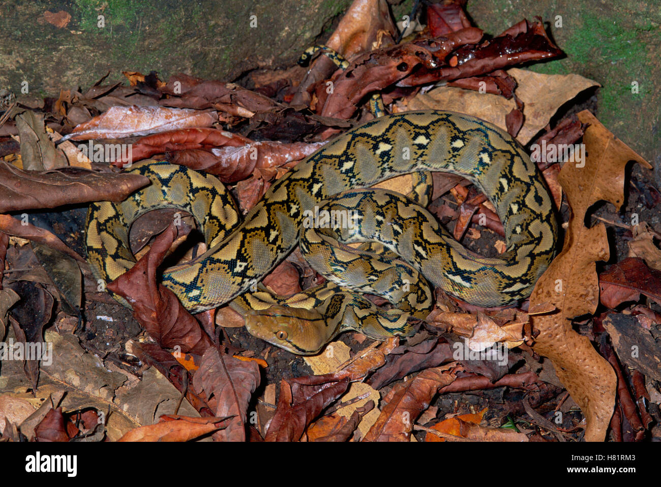 Reticulated Python (Python reticulatus) camouflaged in leaf litter in ...