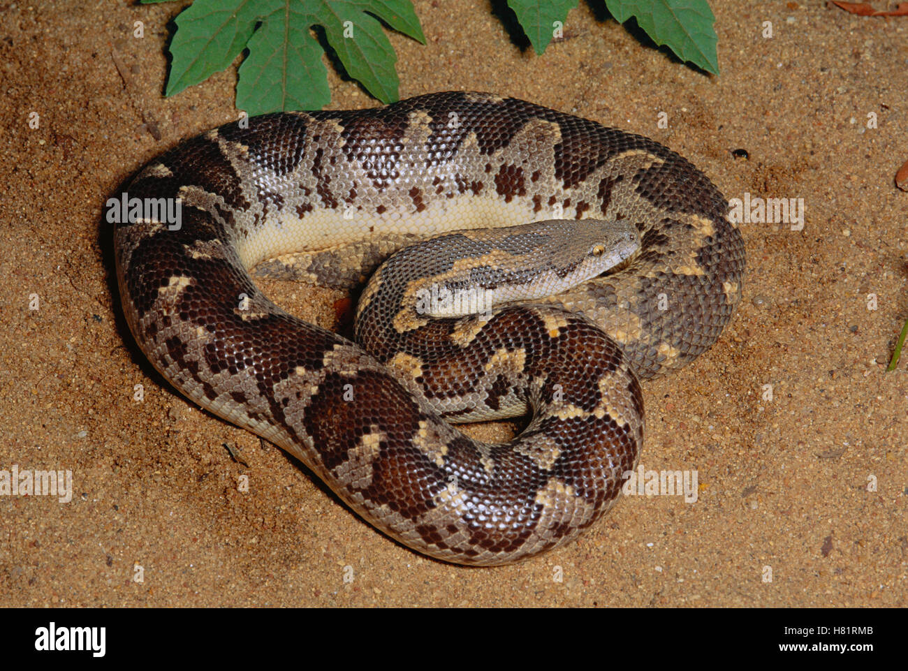 Rough-scaled Sand Boa (Eryx conicus) coiled on sand, India Stock Photo ...