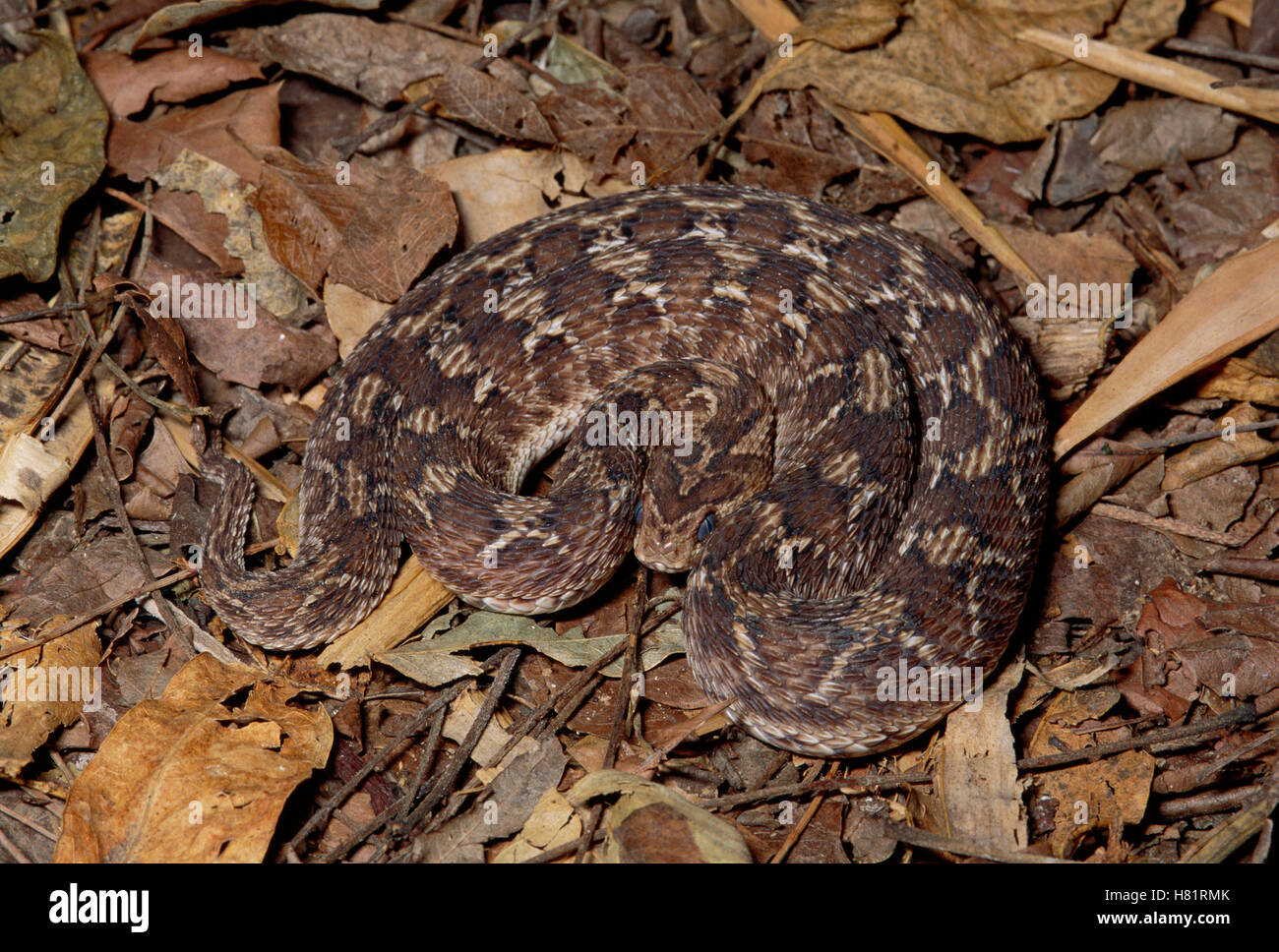 Saw-scaled Viper (Echis carinatus) camouflaged against leaf-litter ...