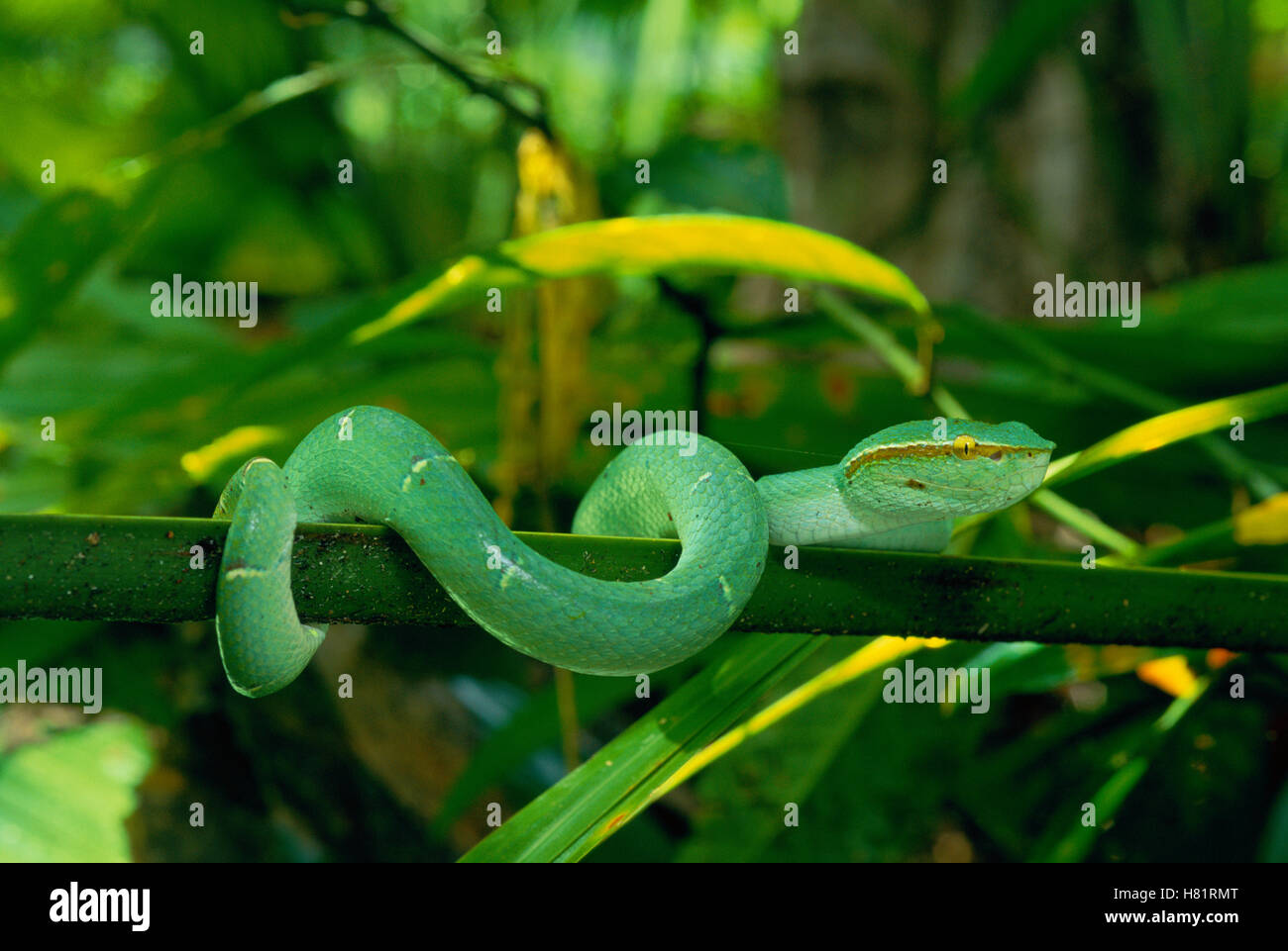Temple Pit Viper (Trimeresurus wagleri) immature venomous snake coiled ...