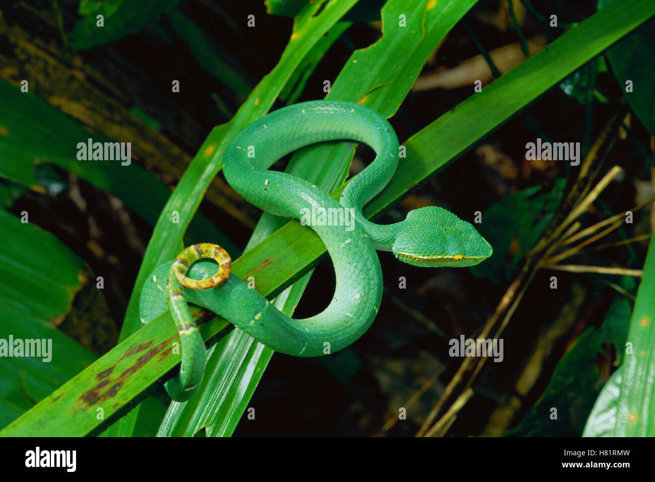 Temple Pit Viper (Trimeresurus wagleri) immature venomous snake in ...