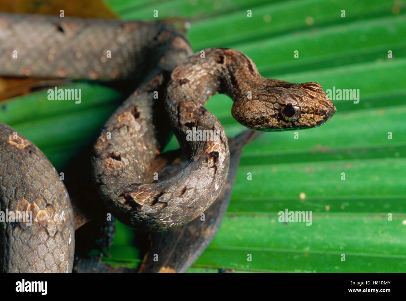 Mock Viper (Psammodynastes pulverulentus) portrait in the rainforest of ...