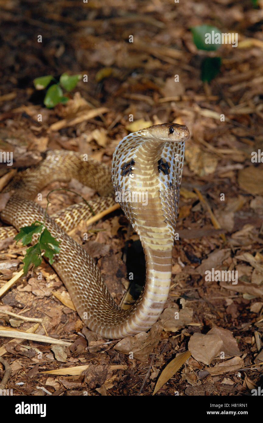Spectacled Cobra (Naja naja) venomous snake spreading hood in defensive ...