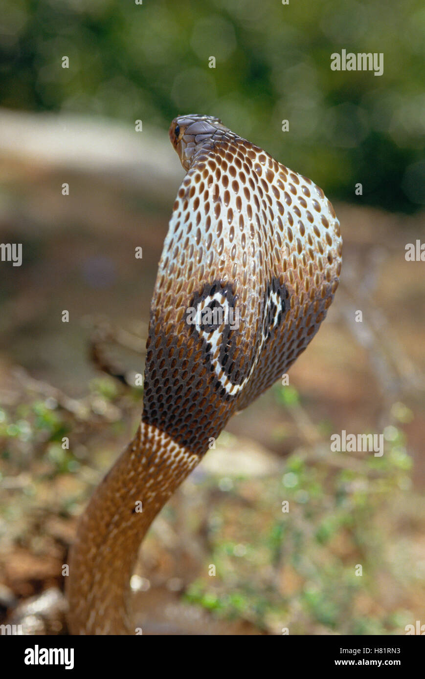 Spectacled Cobra (Naja naja) venomous snake spreading hood in defensive ...