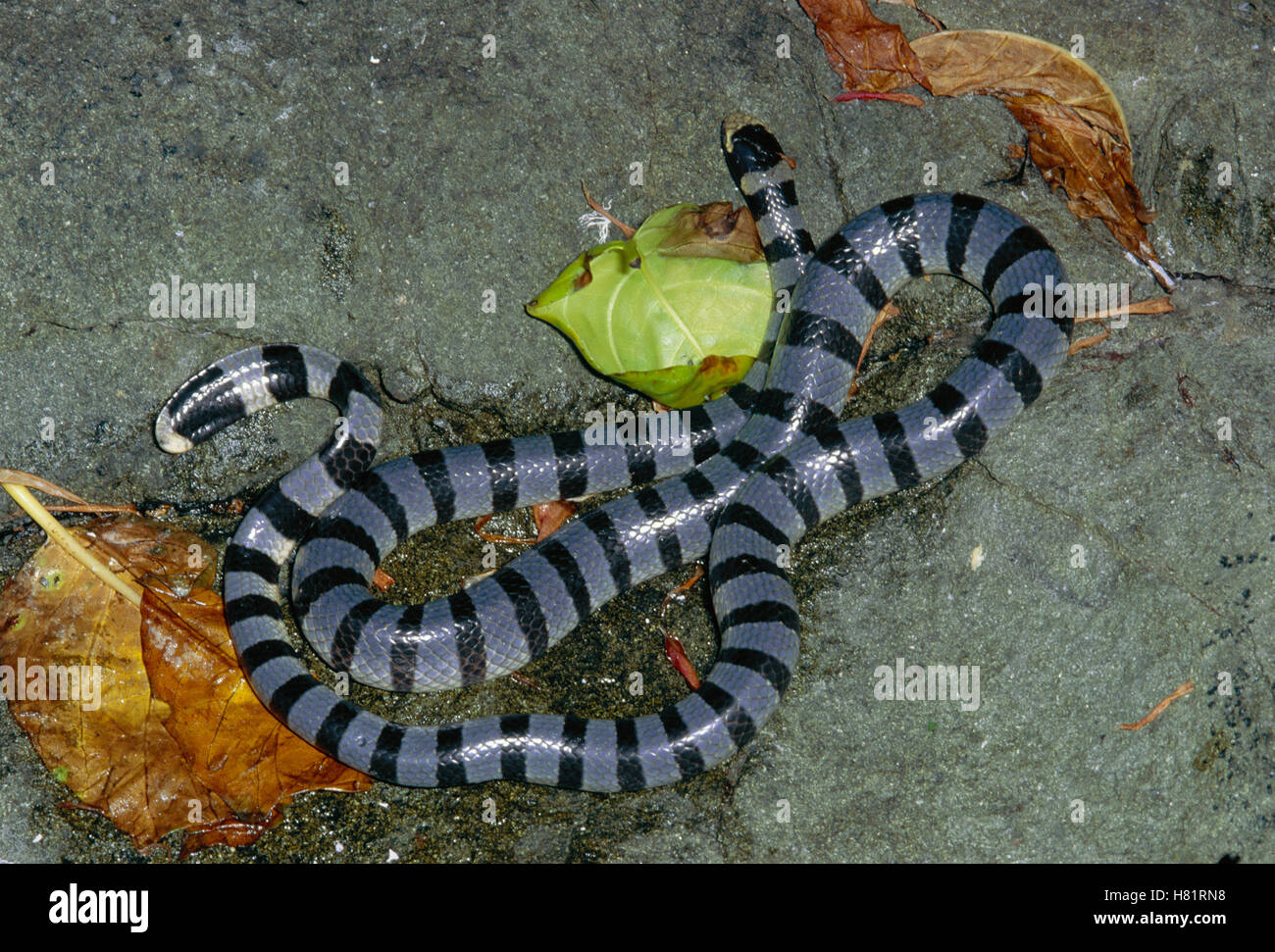 Banded Sea Krait (Laticauda colubrina) venomous sea snake, Snake Island ...