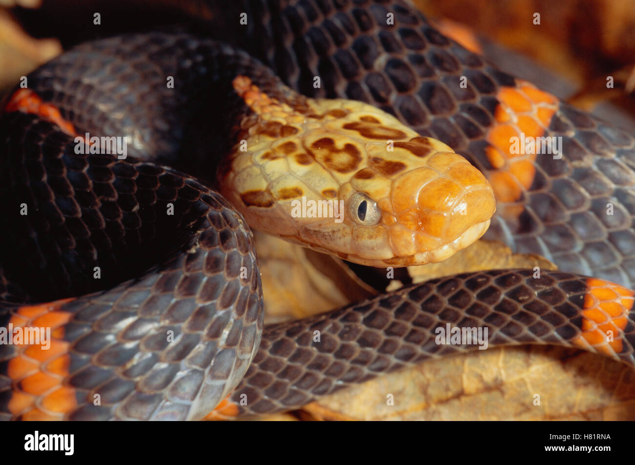 Fea's Viper (Azemiops feae) portrait, south China Stock Photo - Alamy
