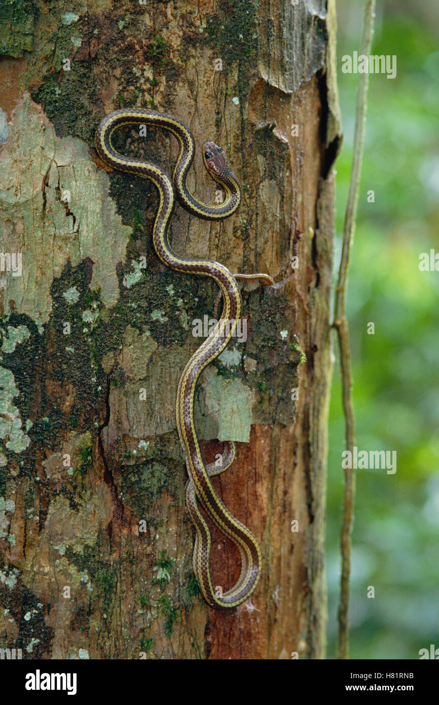 Colubrid Snake (Dryocalamus tristrigatus) climbing up tree trunk, Danum ...
