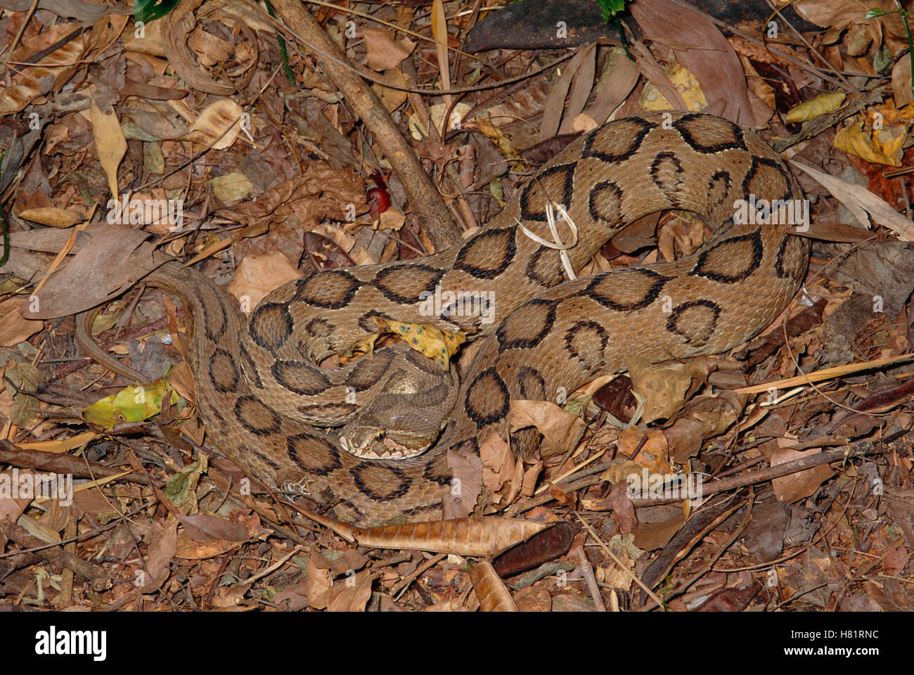 Russell's Viper (Daboia russelii) venomous snake camouflaged against ...