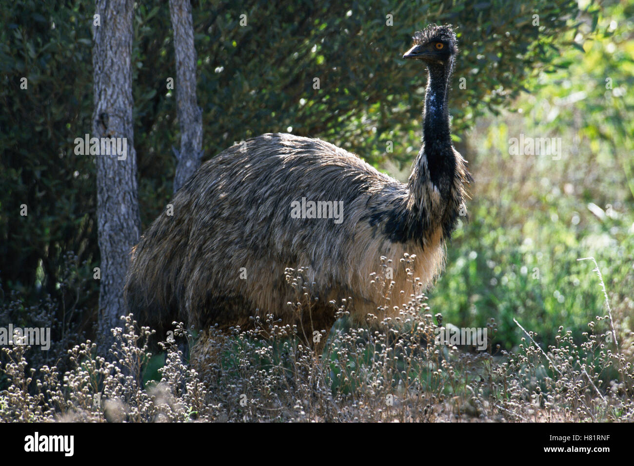 Emu (Dromaius novaehollandiae) in woodland, Alice Springs, Northern ...