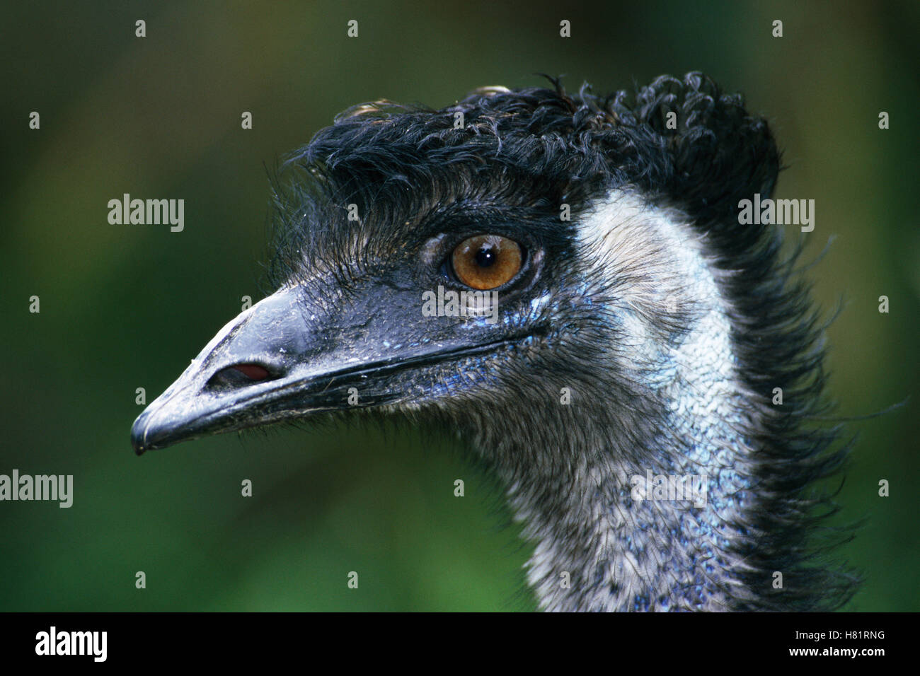 Emu (Dromaius novaehollandiae) portrait, Alice Springs, Northern ...