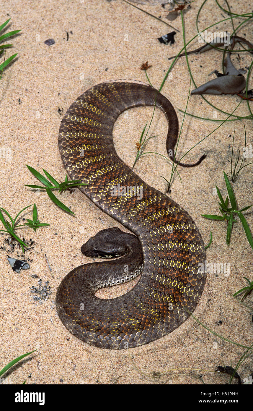 Northern Death Adder (Acanthophis praelongus) venomous snake in ...