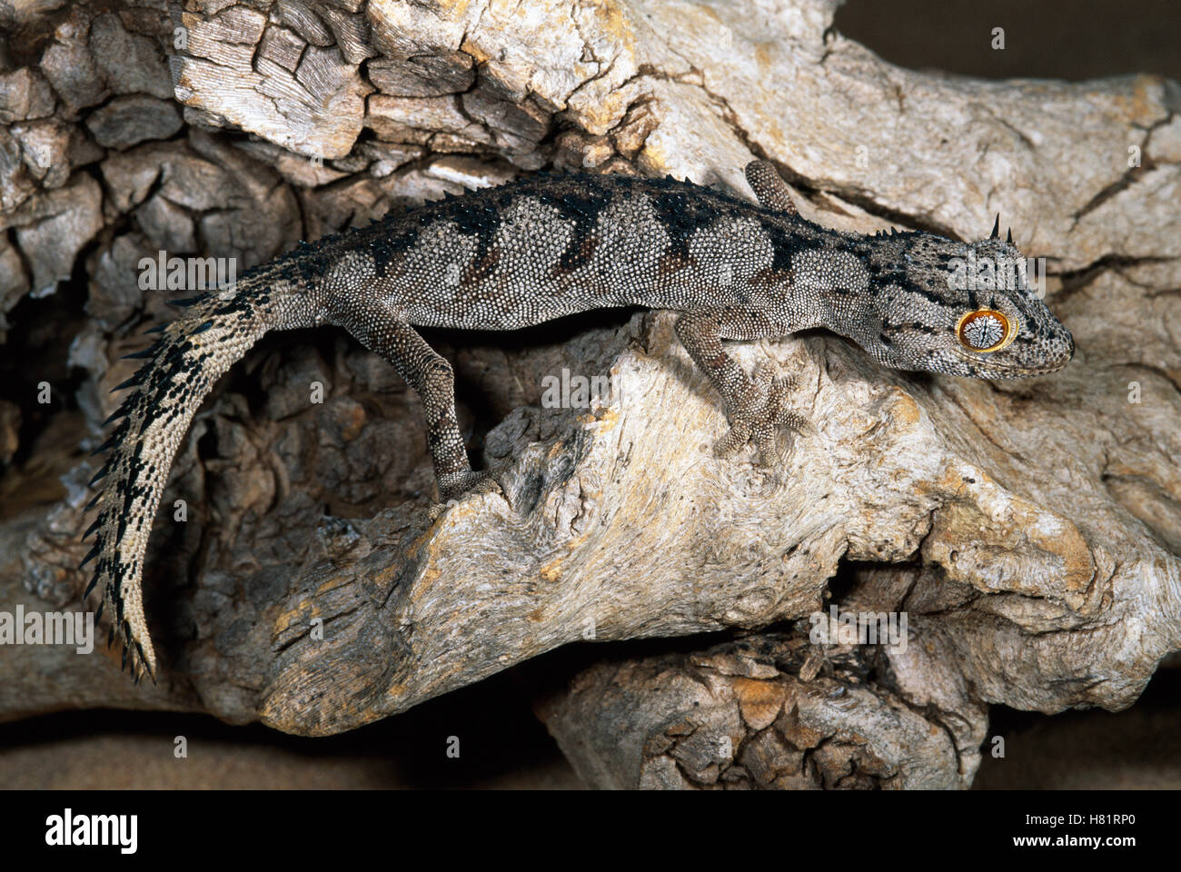 Spiny-tailed Gecko (Diplodactylus ciliaris) in tree, Cape Range ...