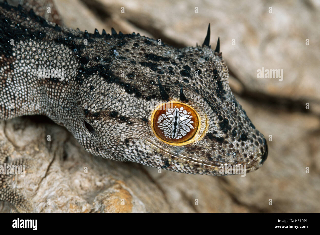 Spiny-tailed Gecko (Diplodactylus ciliaris) close-up portrait, arboreal ...
