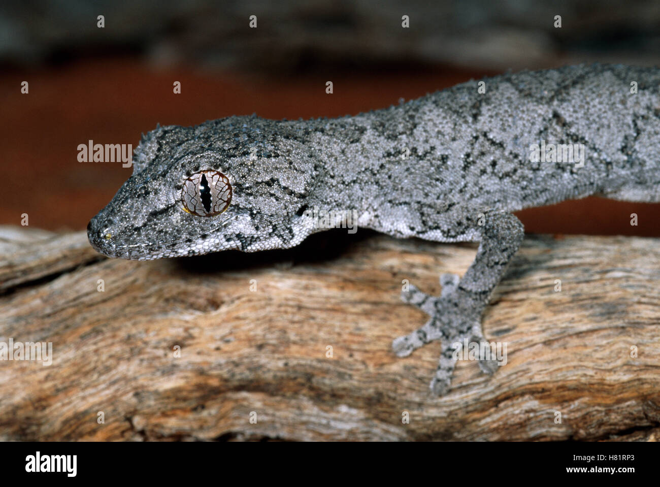 Silver Spinytail Gecko (Diplodactylus strophurus) in tree, Nambung ...