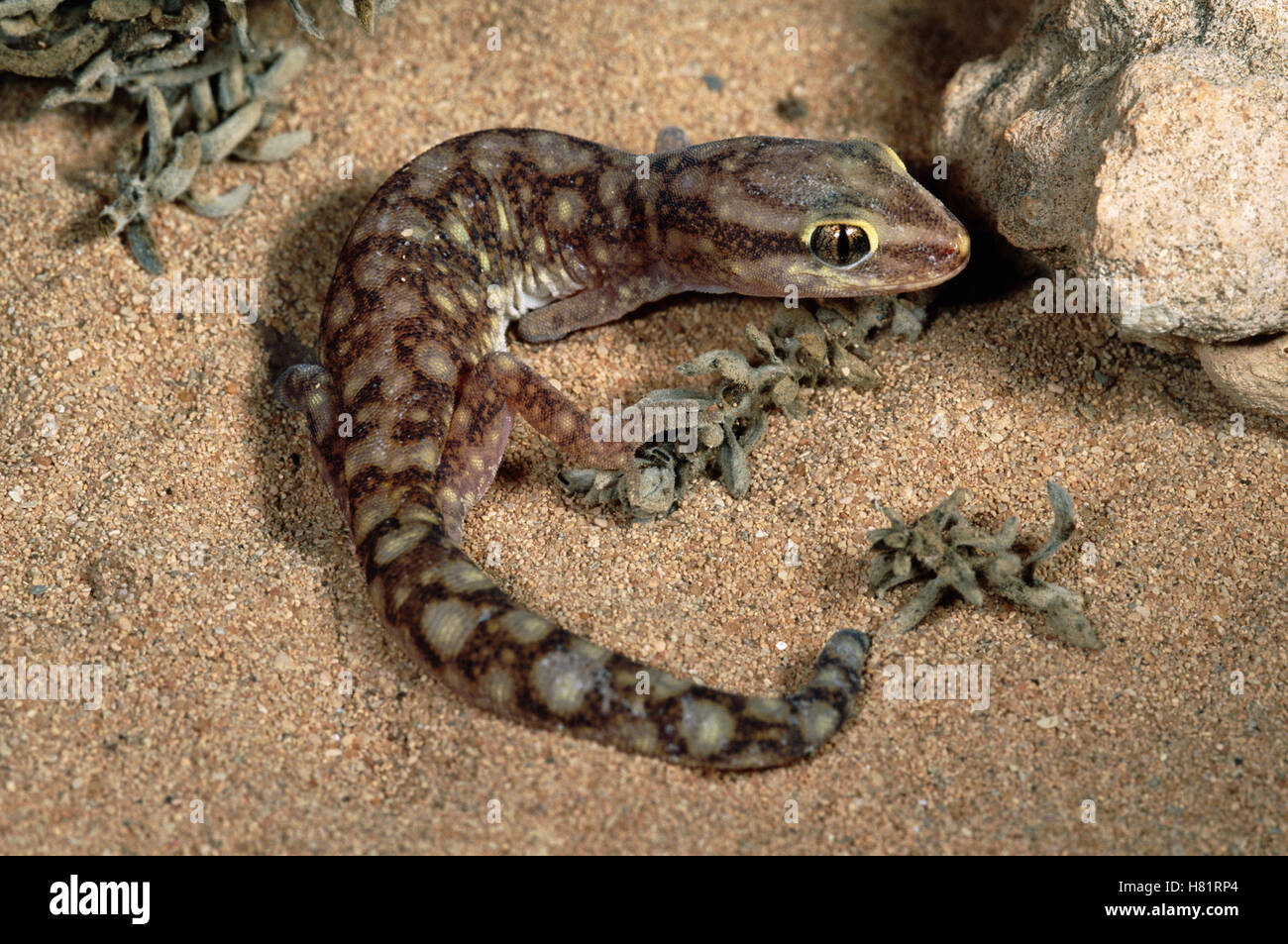 Long-fingered Gecko (Diplodactylus stenodactylus), Cape Range National ...