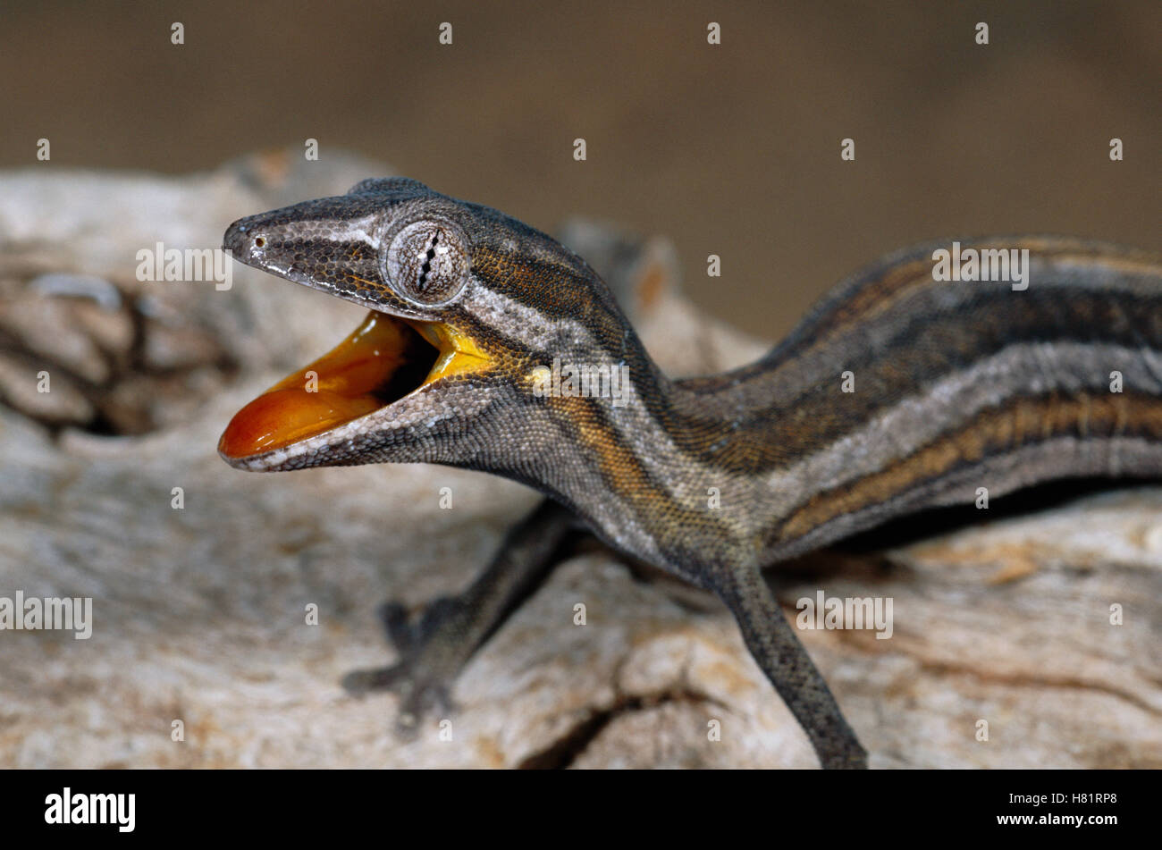 Jean's Spinytail Gecko (Diplodactylus jeanae) threat display, Cape ...