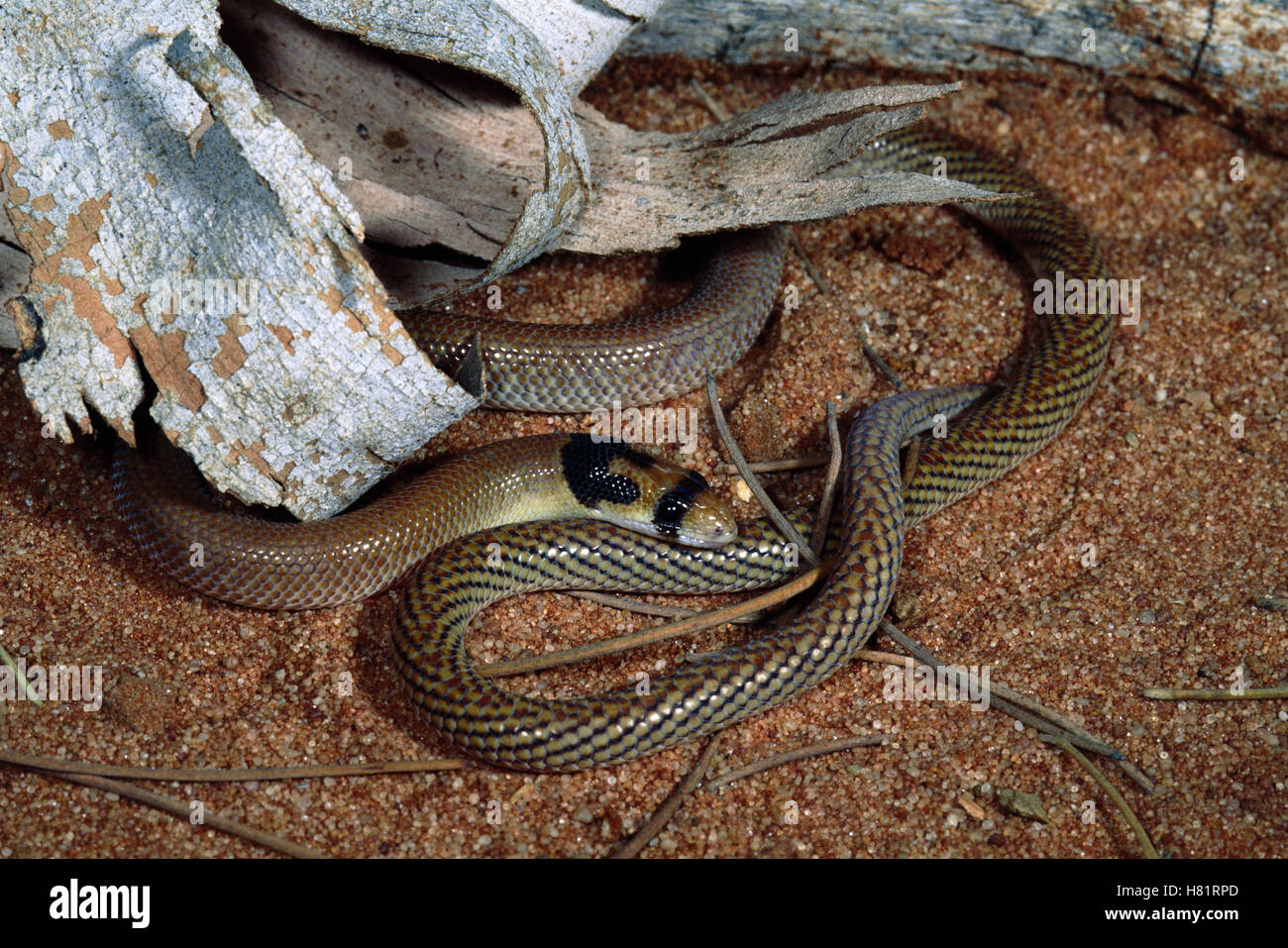 Hooded Scaly Foot (Pygopus nigriceps) a legless lizard, on ground ...