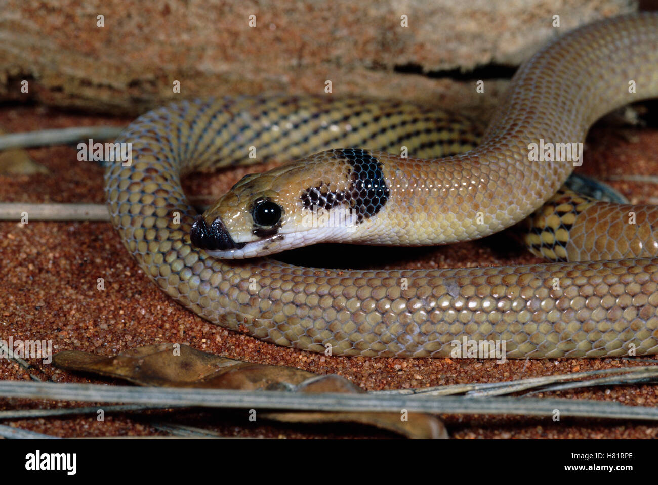 Hooded Scaly Foot (Pygopus nigriceps) a legless lizard, grooming itself ...