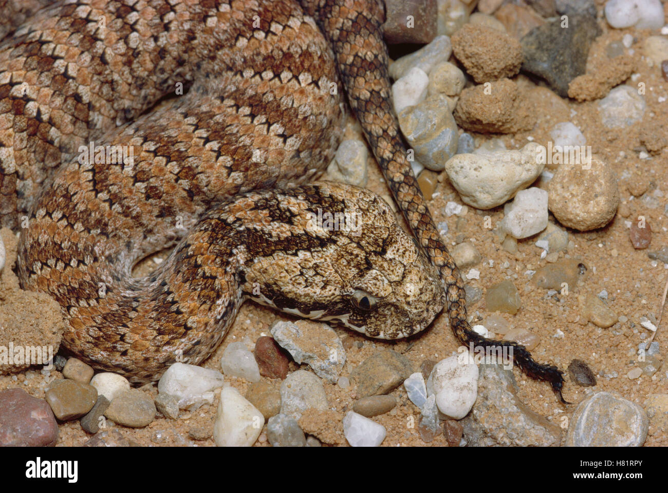 Death Adder (Acanthophis antarcticus) venomous snake uses tail to lure ...