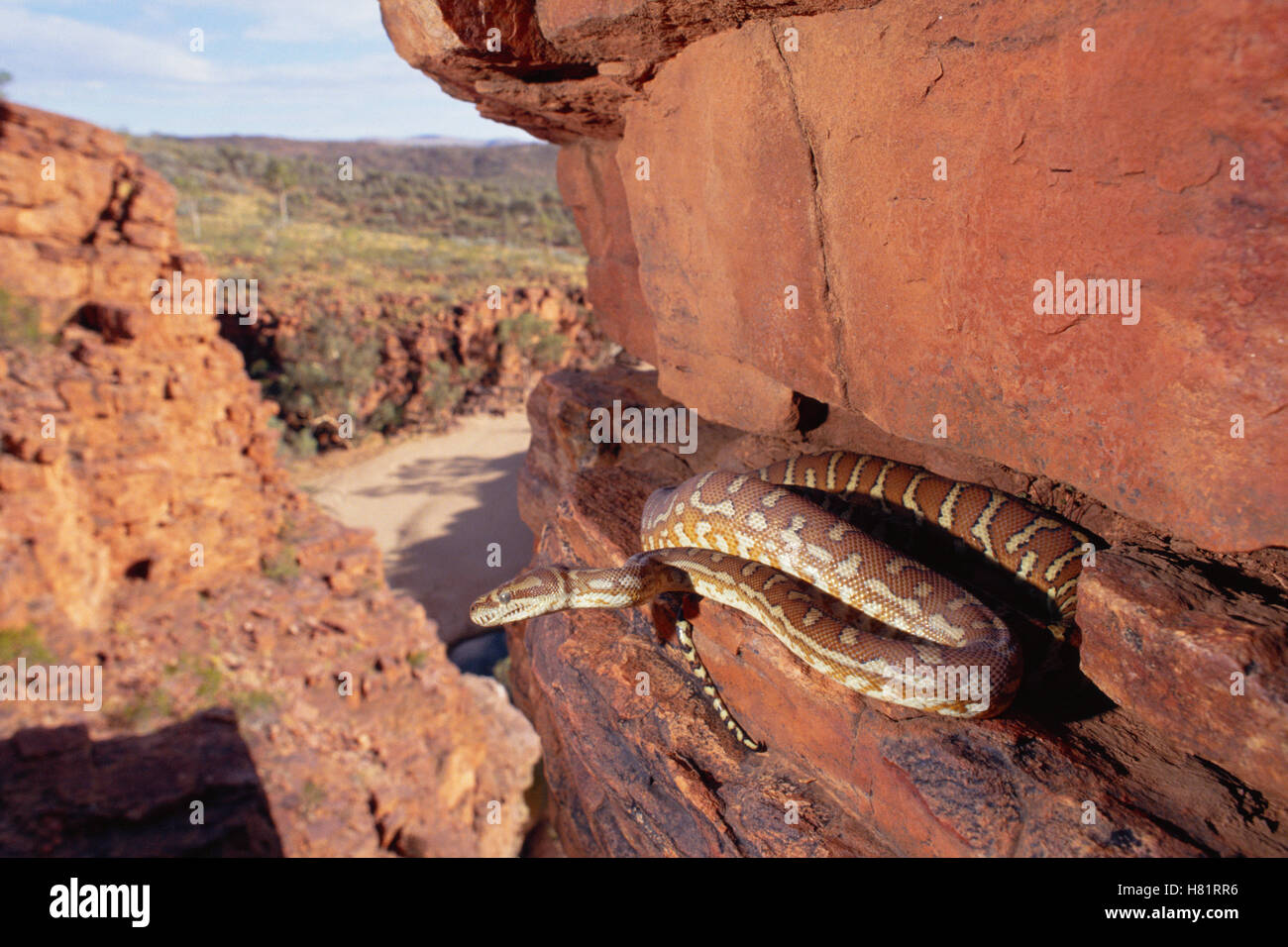 Bredl's Carpet Python (Morelia bredli) on cliff, Trephina Gorge ...