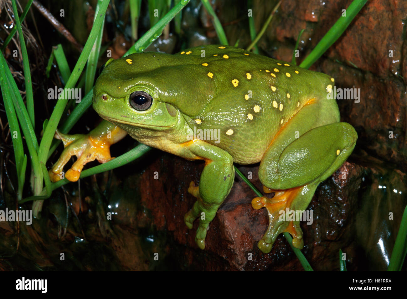 Magnificent Tree Frog (Litoria splendida) in sandstone cave, Western ...