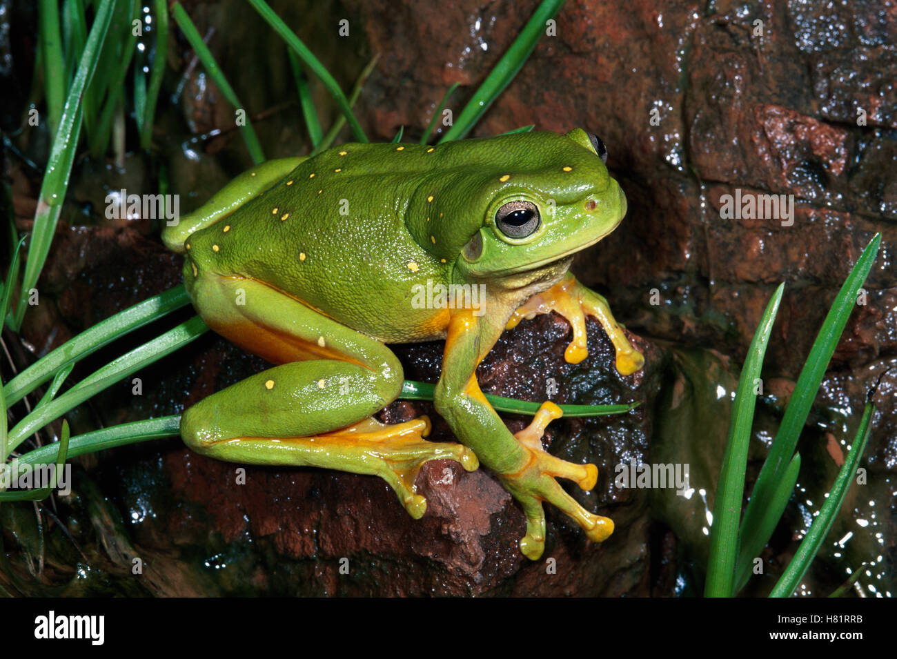 Magnificent Tree Frog (Litoria splendida) portrait in sandstone cave ...