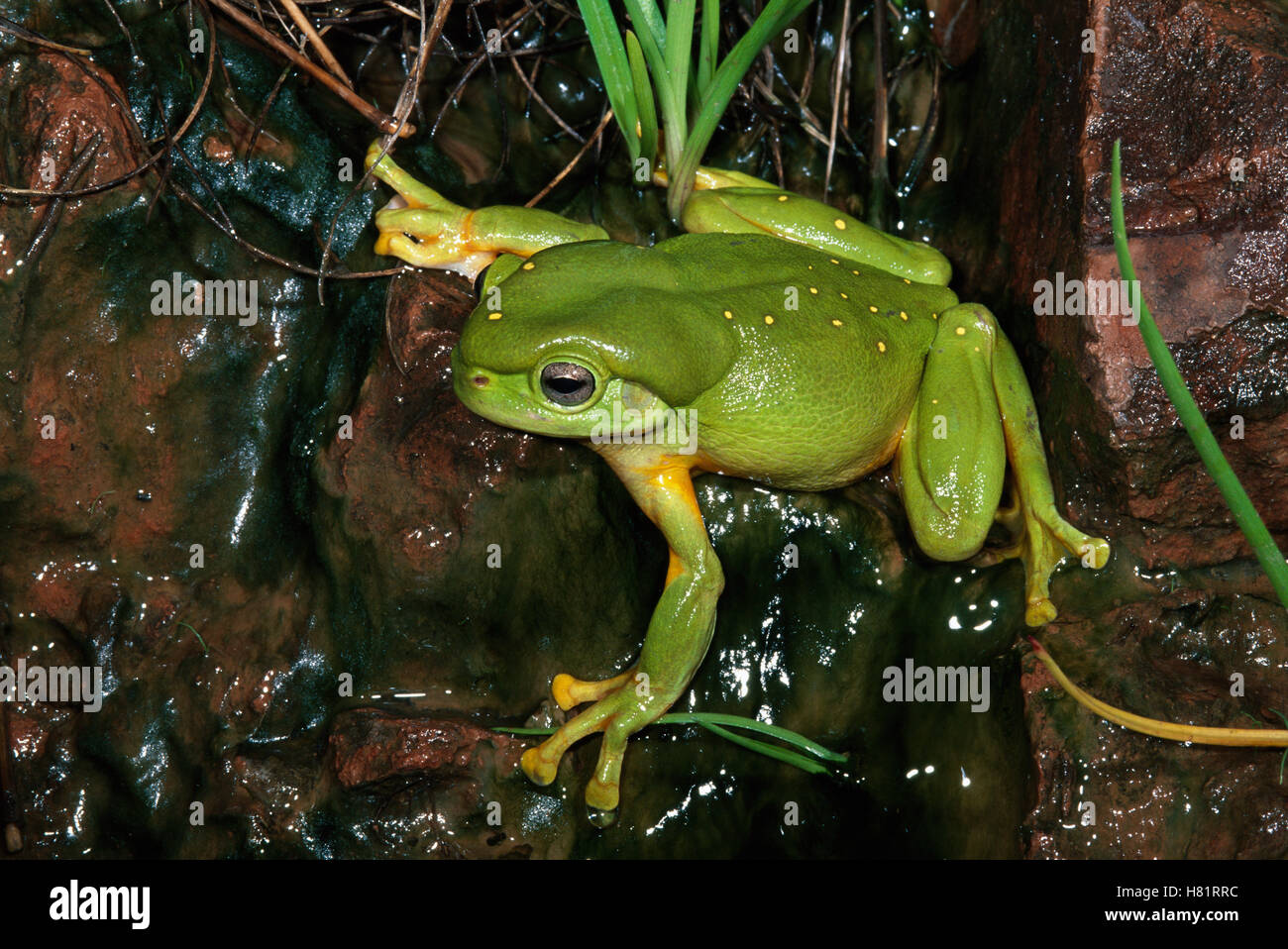 Magnificent Tree Frog (Litoria splendida) portrait in sandstone cave ...