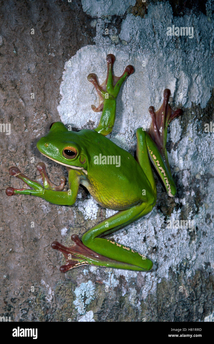 White-lipped Tree Frog (Litoria infrafrenata) on tree trunk in World ...