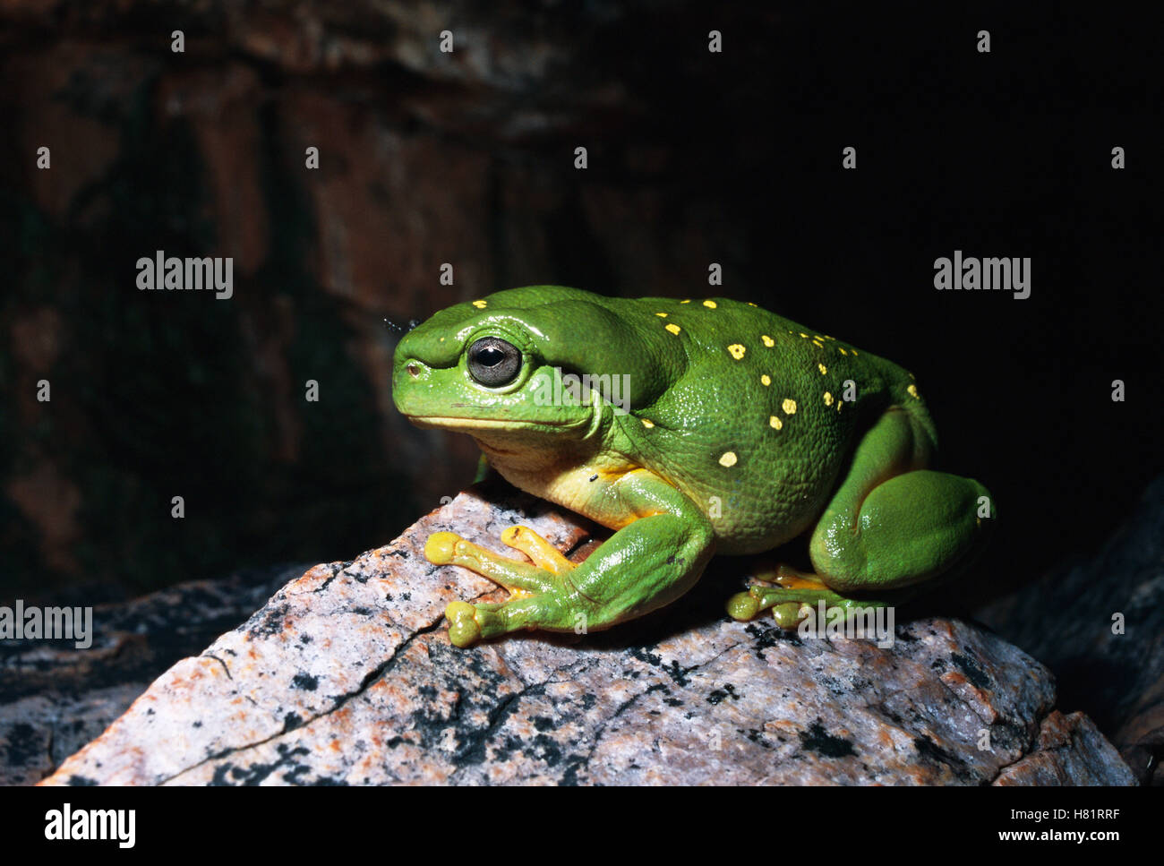 Magnificent Tree Frog (Litoria splendida) in sandstone caves, Western ...