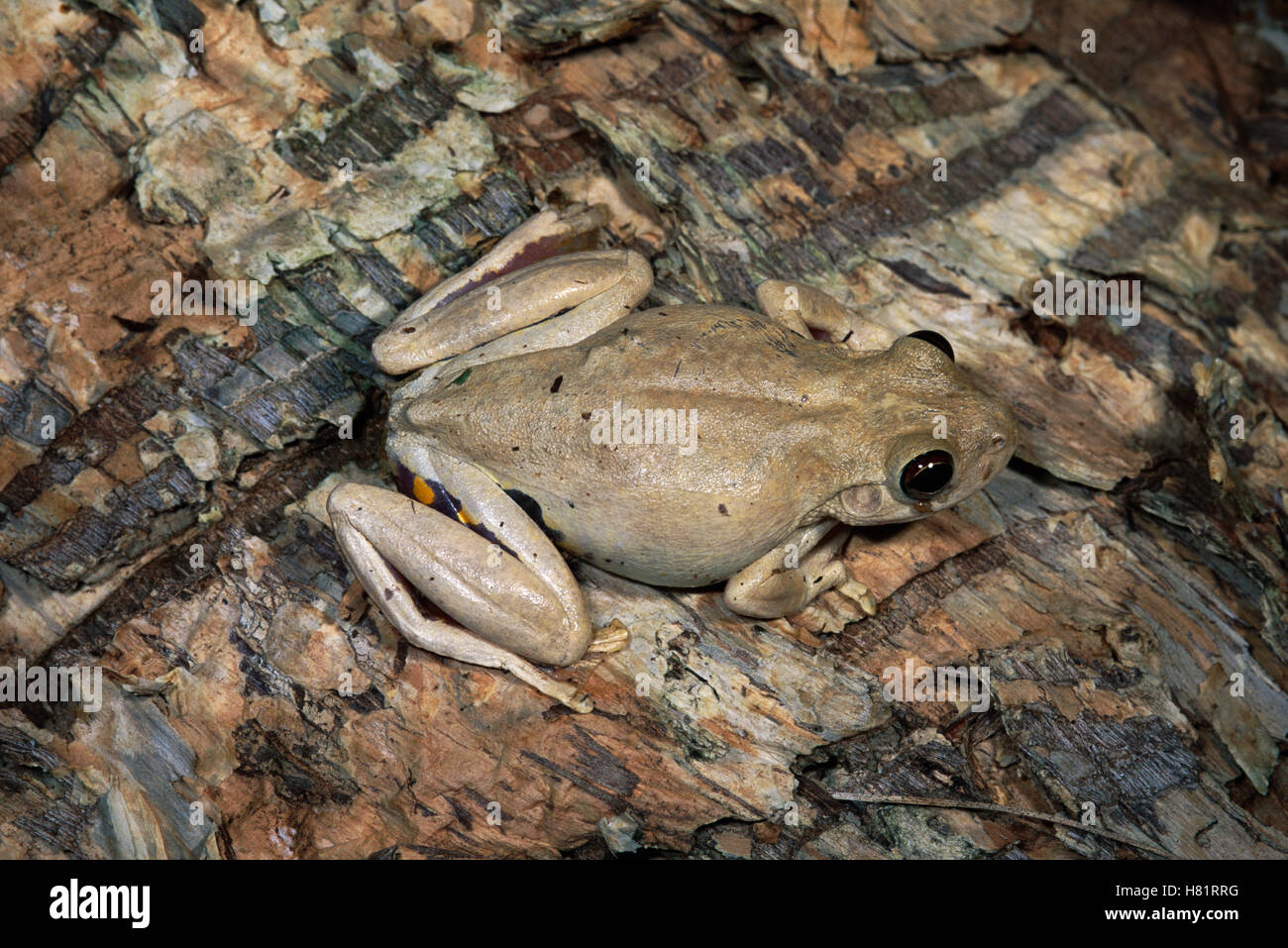 Roth's Tree Frog (Litoria rothii) on Paperbark Tree (Melaleuca ...