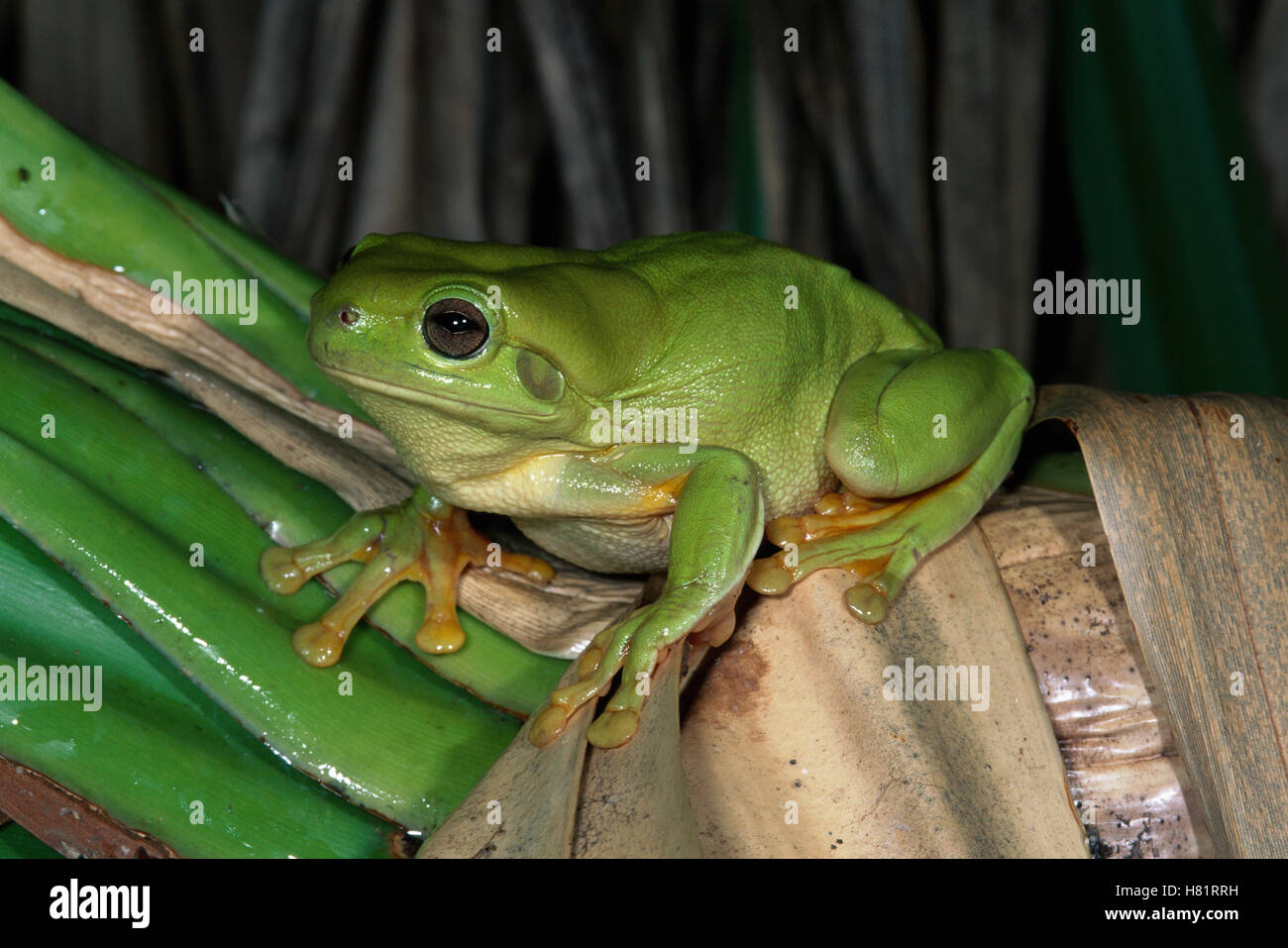White's Tree Frog (Litoria caerulea), Kimberley, Western Australia ...