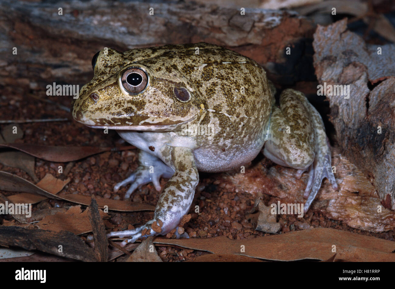 Giant Water-holding Frog (Cyclorana novaehollandiae), Queensland ...