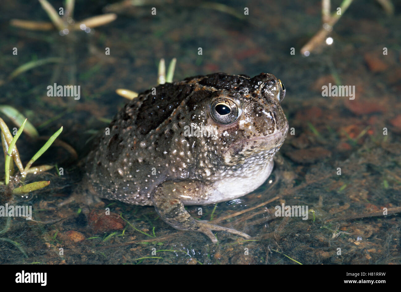 Northern Spadefoot Toad (Notaden melanoscaphus) in water in tropical ...