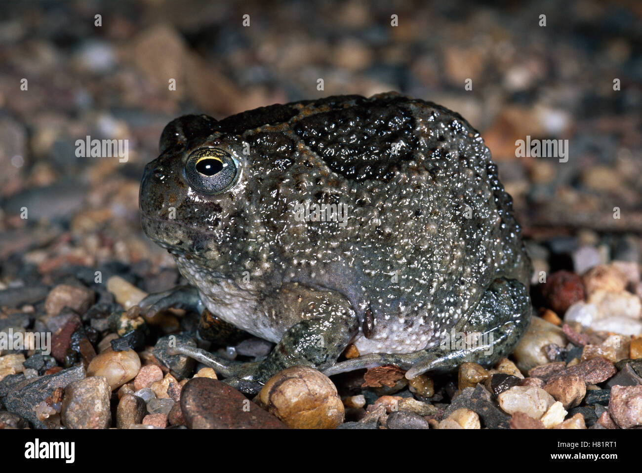 Desert Spadefoot Toad (Notaden nichollsi), Uluru-Kata Tjuta National ...
