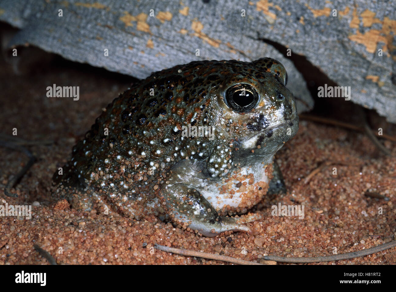 Desert Spadefoot Toad (Notaden nichollsi), Uluru-Kata Tjuta National ...