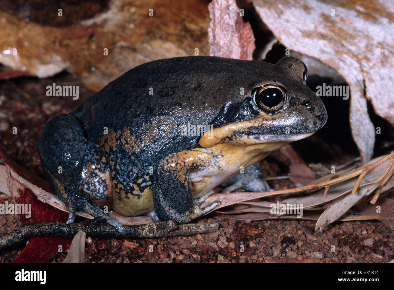 Northern Banjo Frog (Limnodynastes terraereginae) portrait, Queensland ...