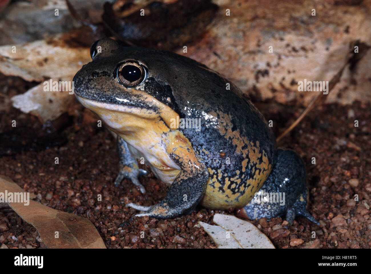Northern Banjo Frog (Limnodynastes terraereginae) portrait, Queensland ...