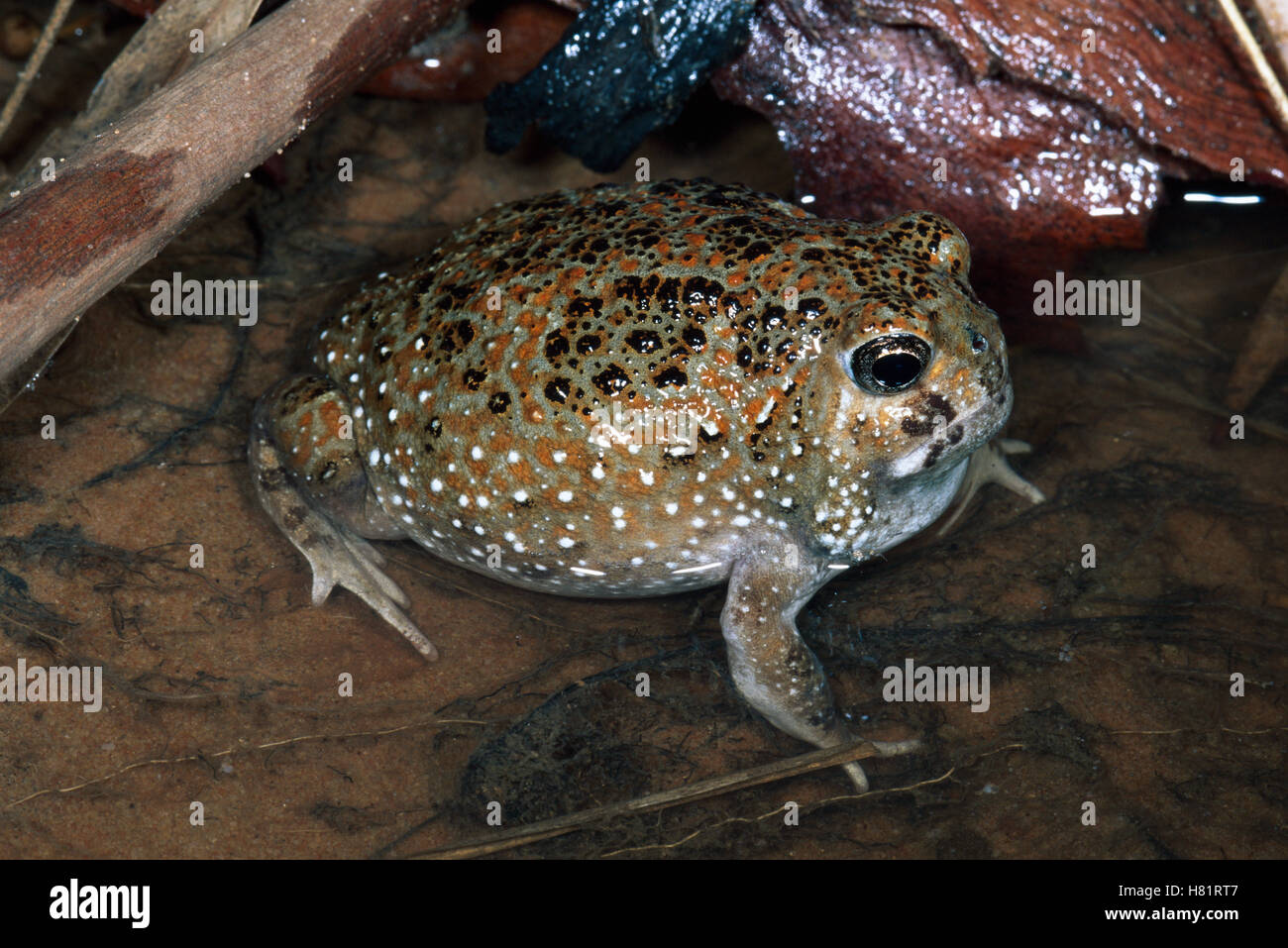 Northern Spadefoot Toad (Notaden melanoscaphus) in shallow water ...