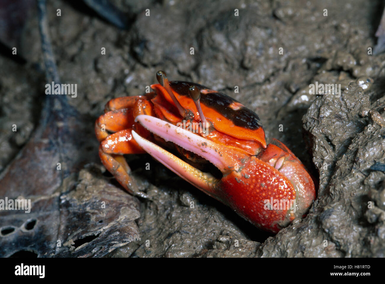Fiddler Crab (Uca sp) in mud, Darwin, Northern Territory, Australia ...