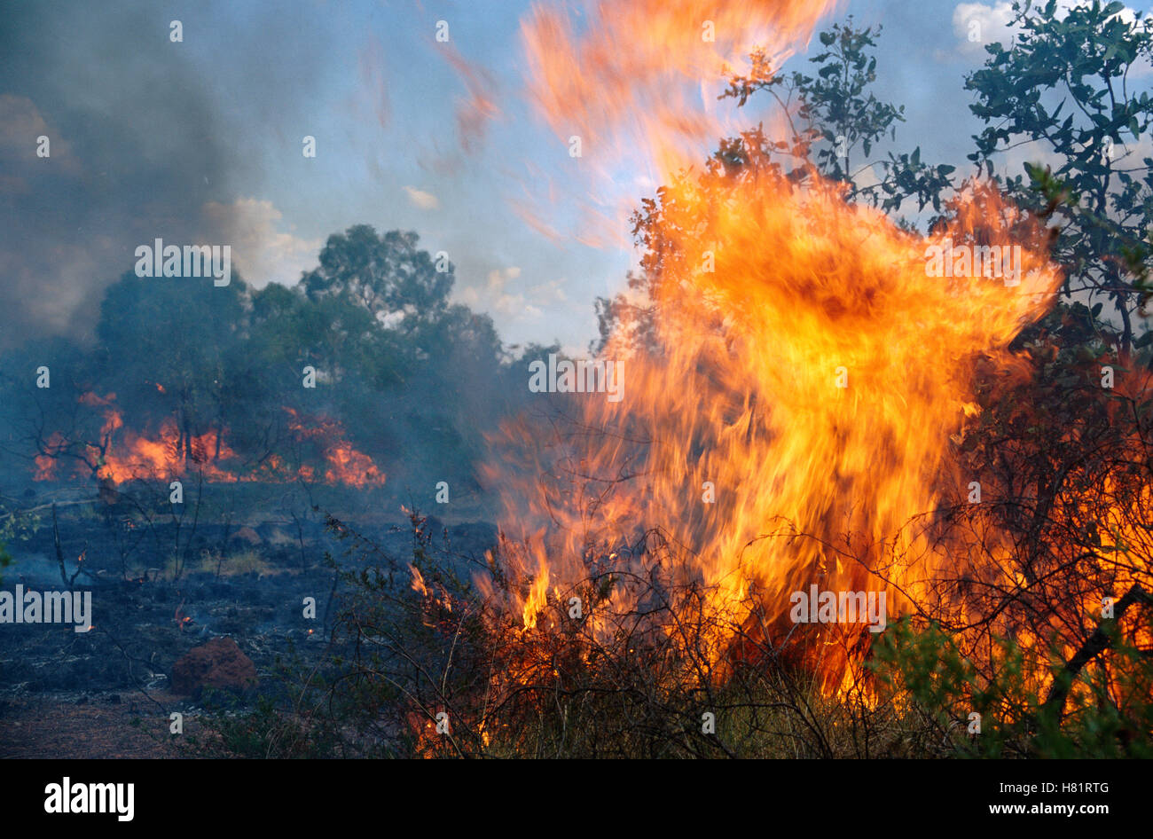 Bush fire burning in Barkly Tablelands, Northern Territory, Australia ...