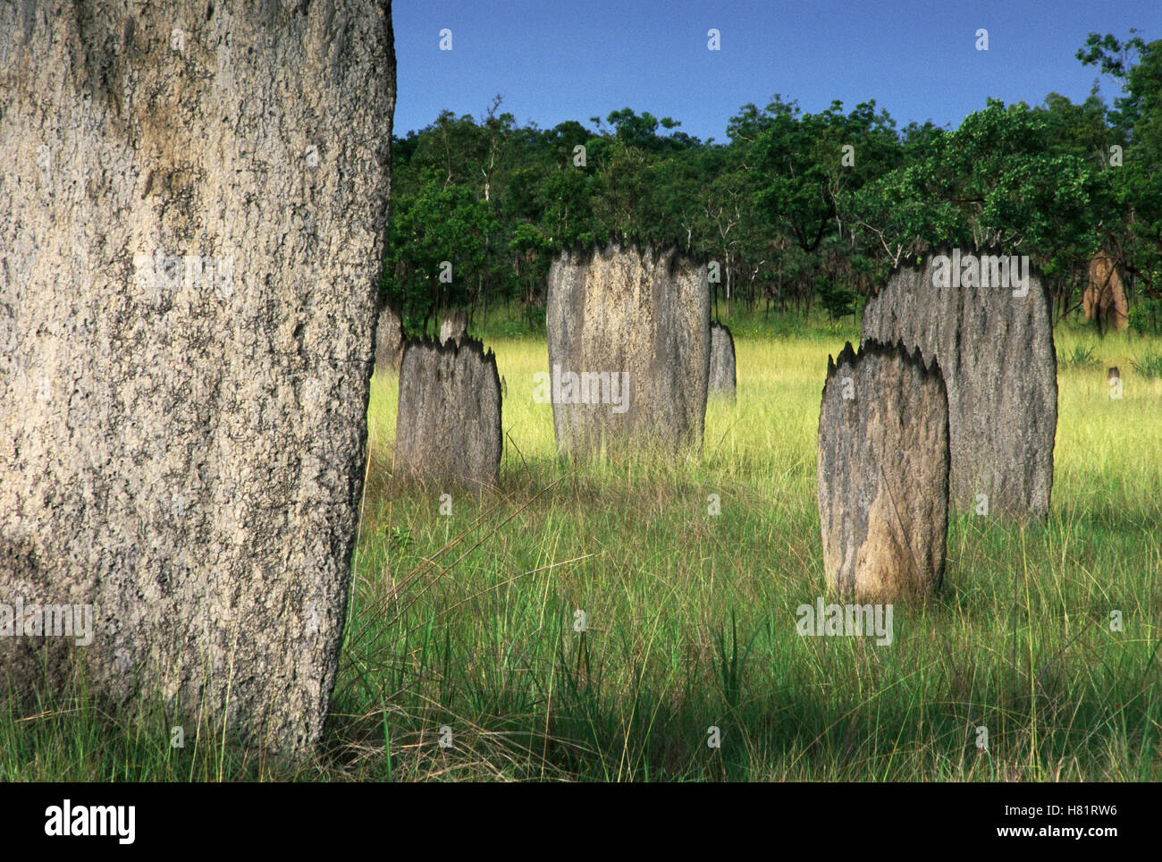 Magnetic Termite (Amitermes meridionalis) mounds, the broad side of the ...