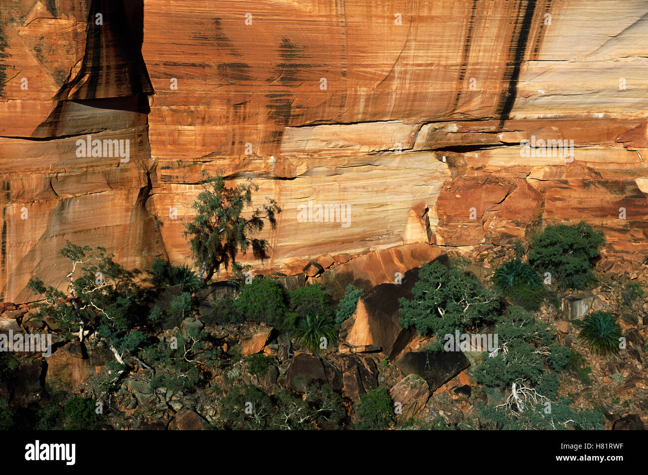 Sandstone cliffs, King's Canyon, Watarrka National Park, Northern ...