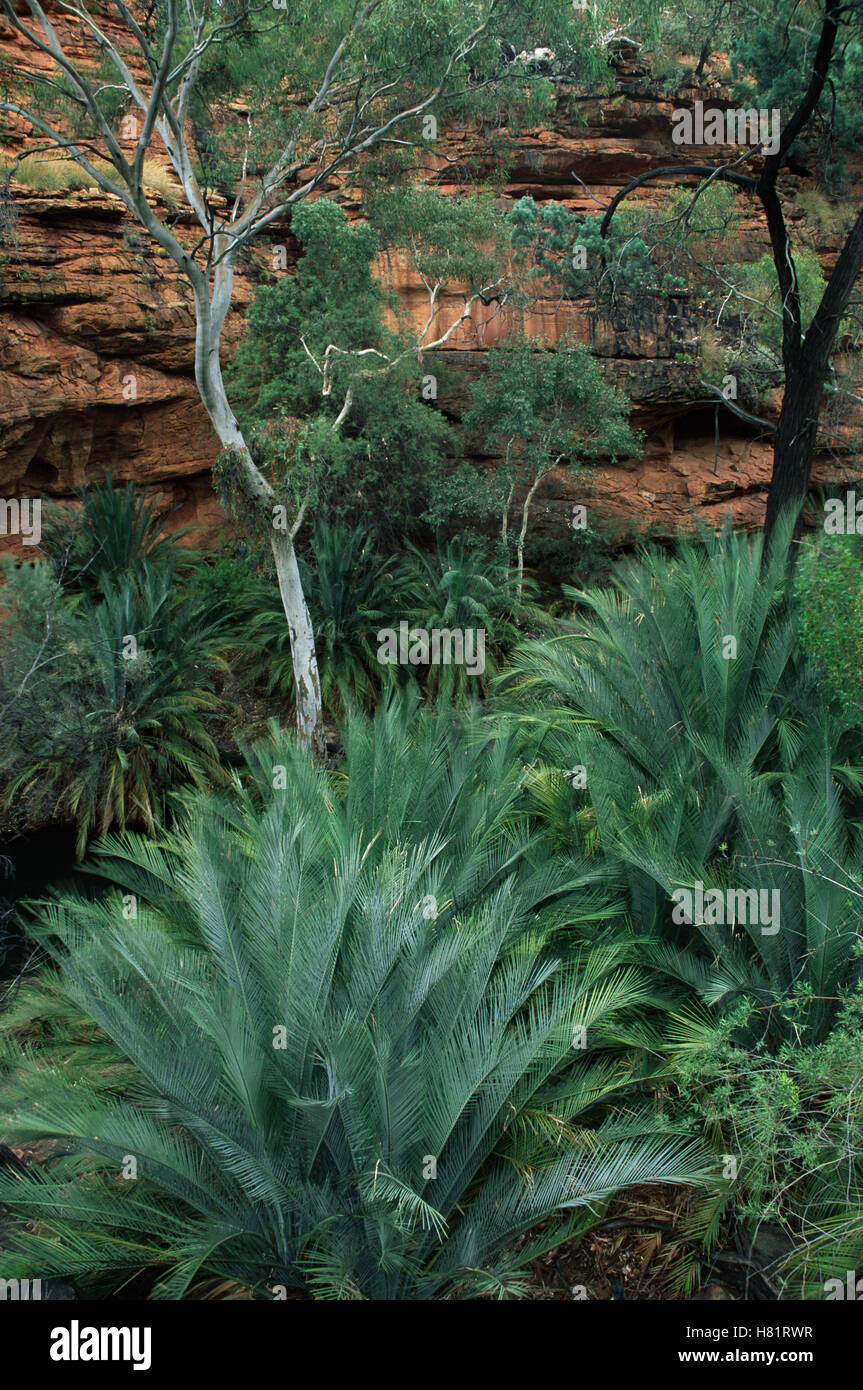MacDonnell Ranges Cycad (Macrozamia macdonnellii) growing in the ...