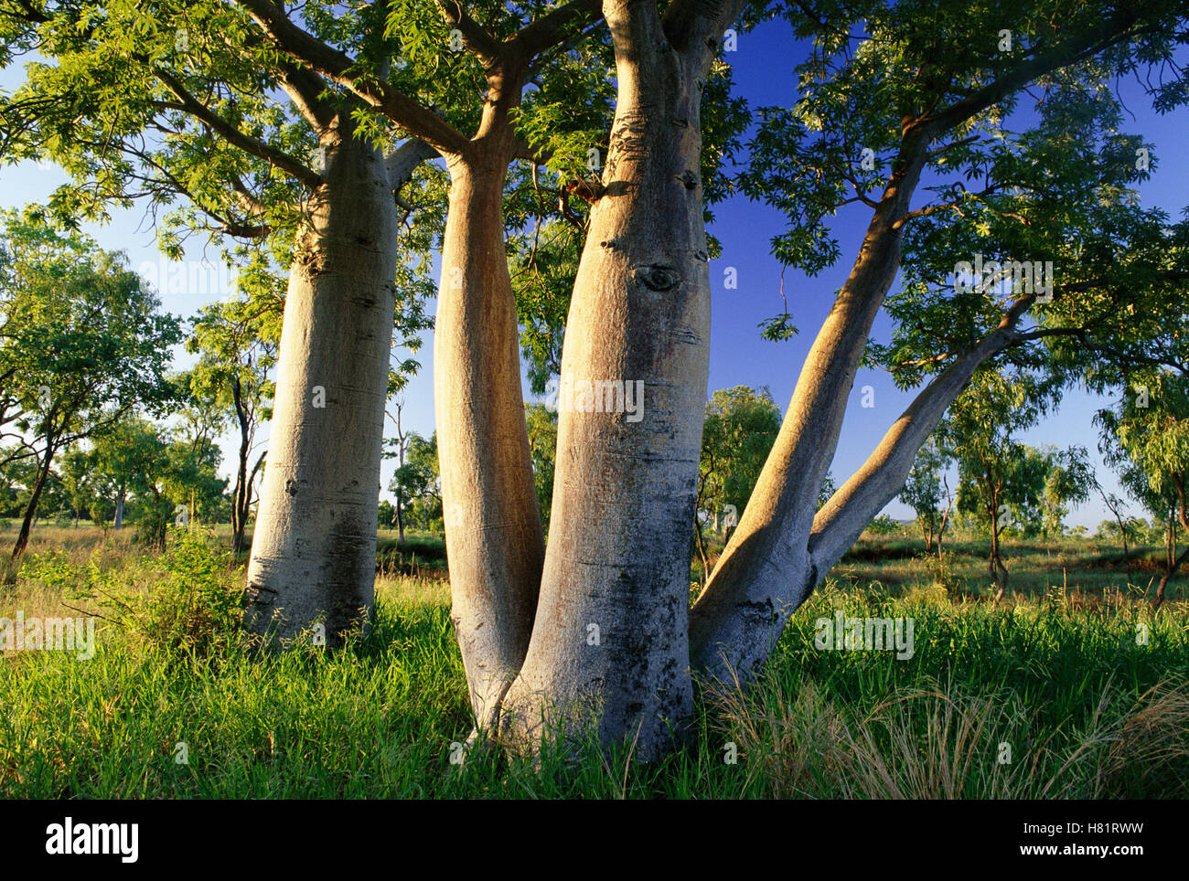 Australian Baobab (Adansonia gregorii) trees, Kimberley, Western ...