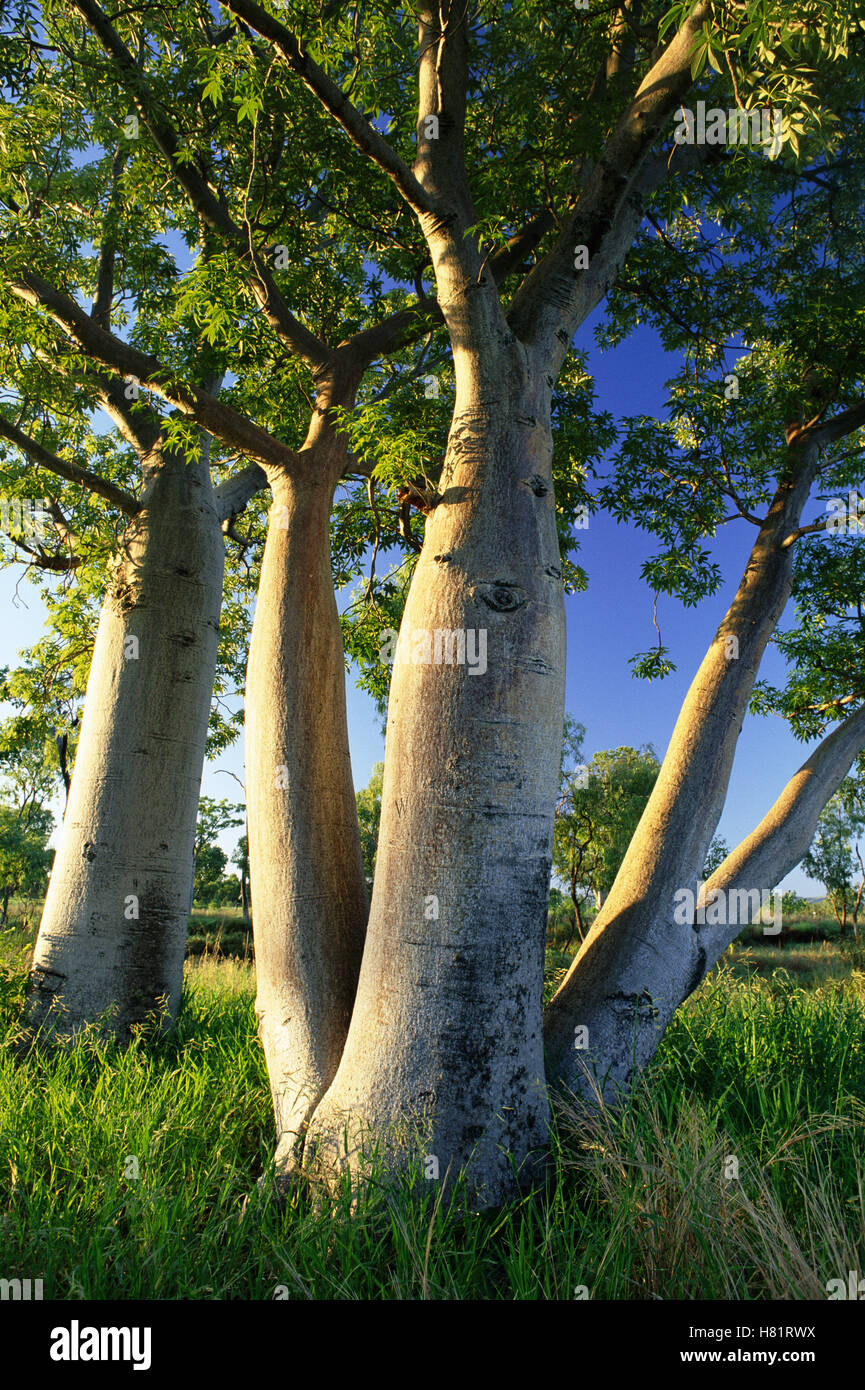 Australian Baobab (Adansonia gregorii) trees, Kimberley, Western ...