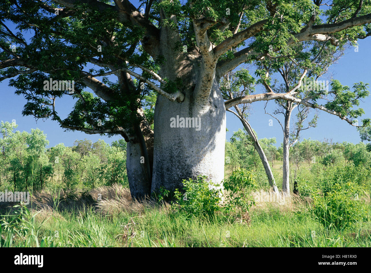 Australian Baobab (Adansonia gregorii) trees, Kimberley, Western ...