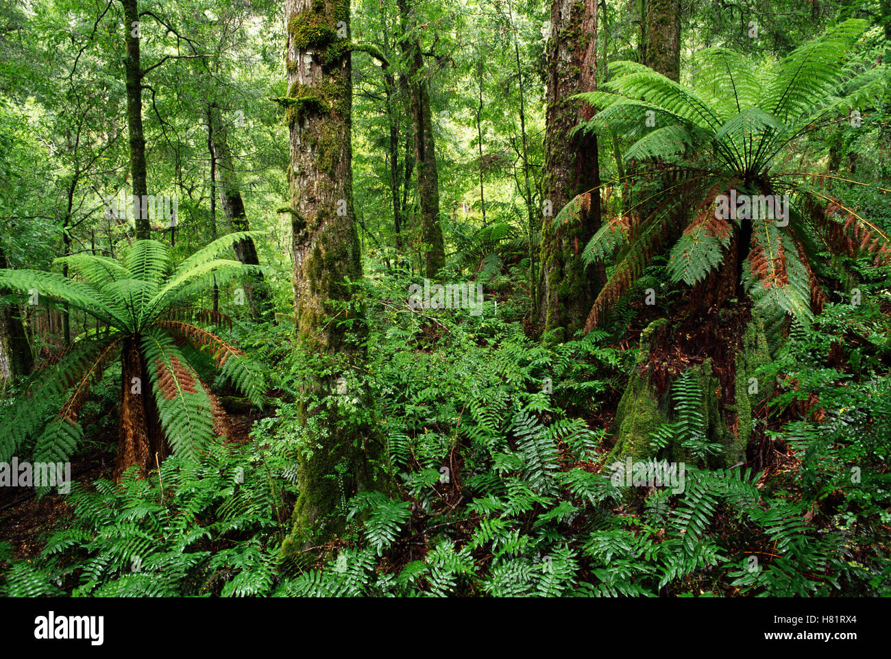 Mountain-ash (Eucalyptus regnans) and Southern Beech (Nothofagus sp) in ...