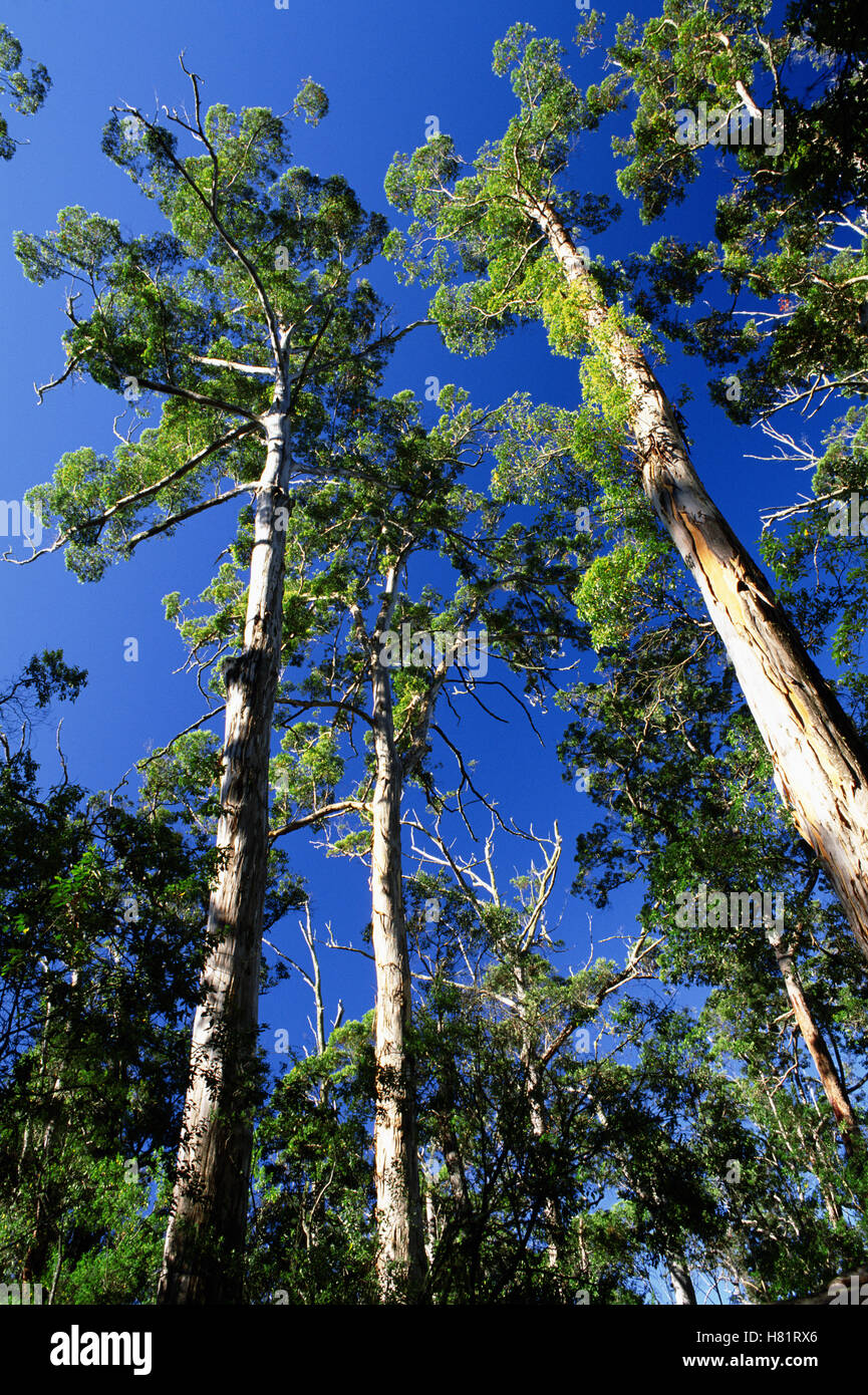 Karri (Eucalyptus diversicolor) trees, Porongurup National Park ...