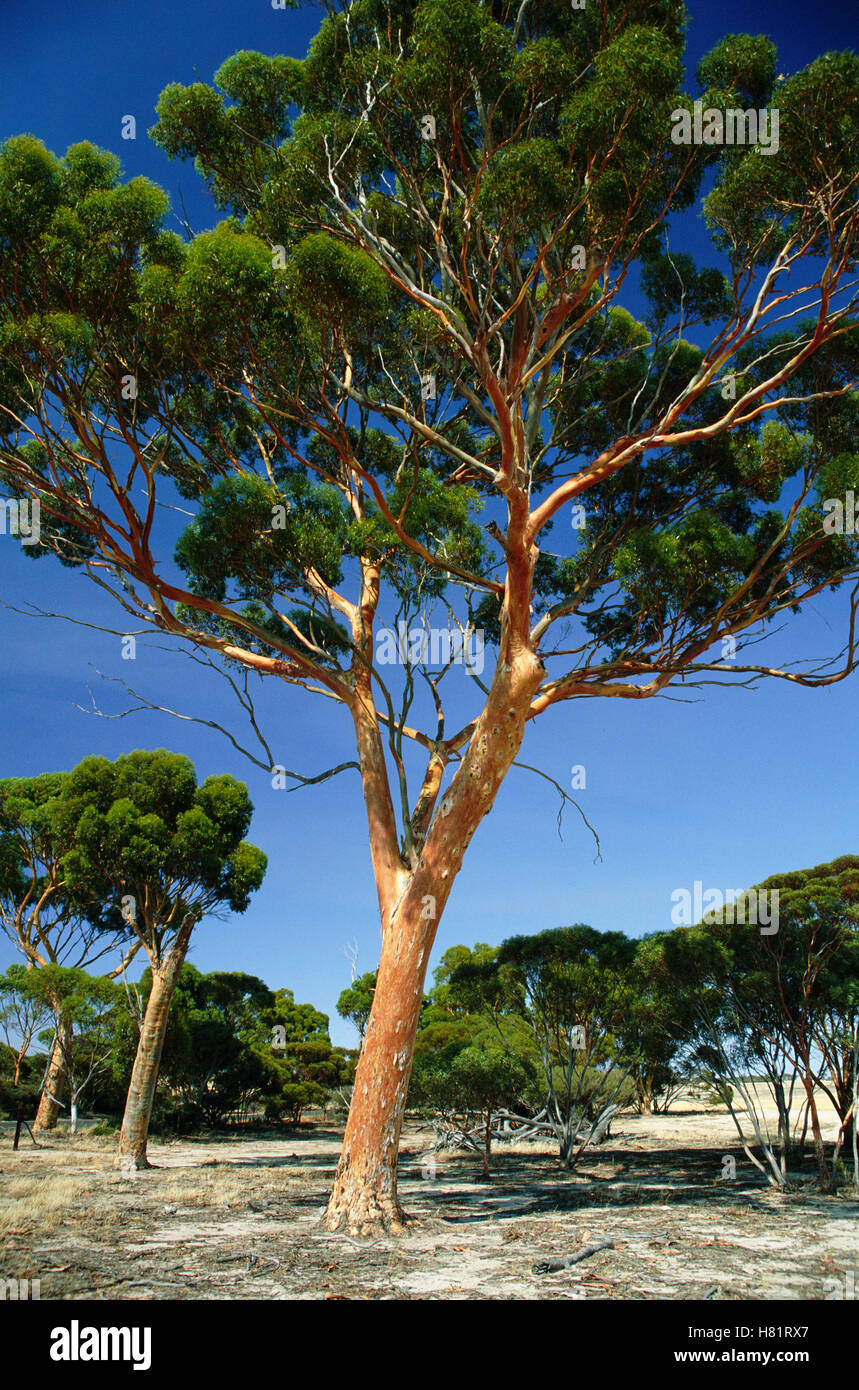 Salmon Gum (Eucalyptus salmonophloia), Western Australia Stock Photo ...