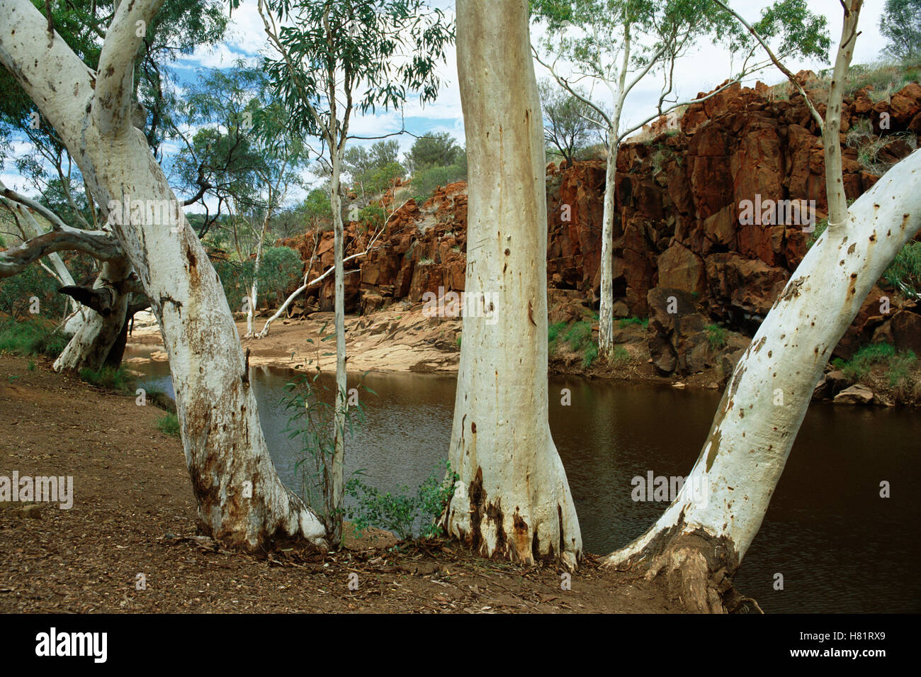 Ghost Gum (Eucalyptus papuana) tree, Pilbara region, Western Australia ...